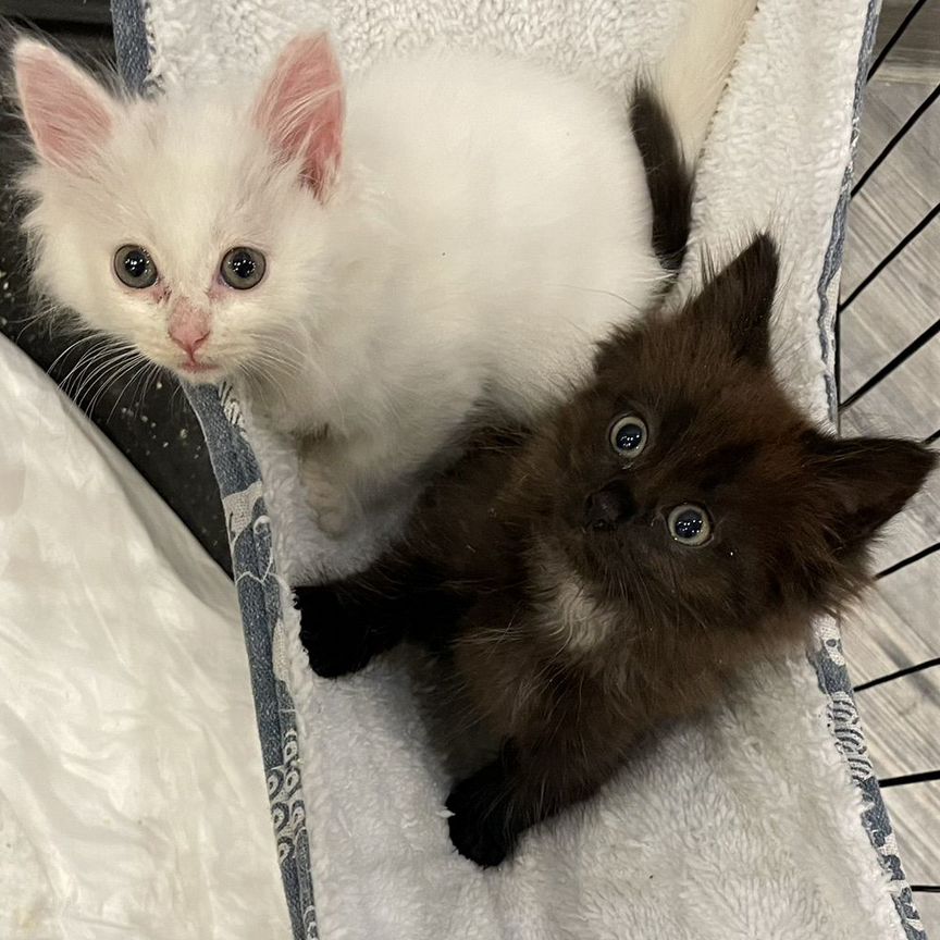 Котята