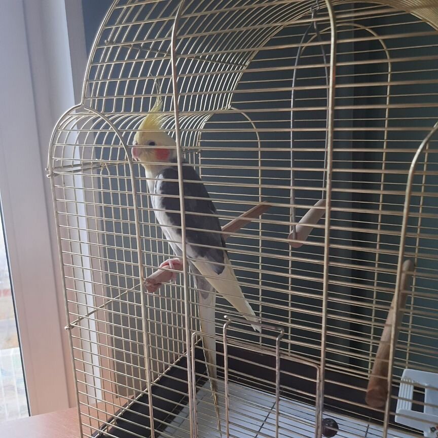 Продаю попугай Коррела с клеткой