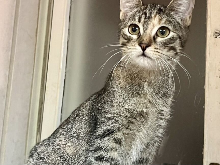 Котенок девочка Мия 5 мес ищет дом