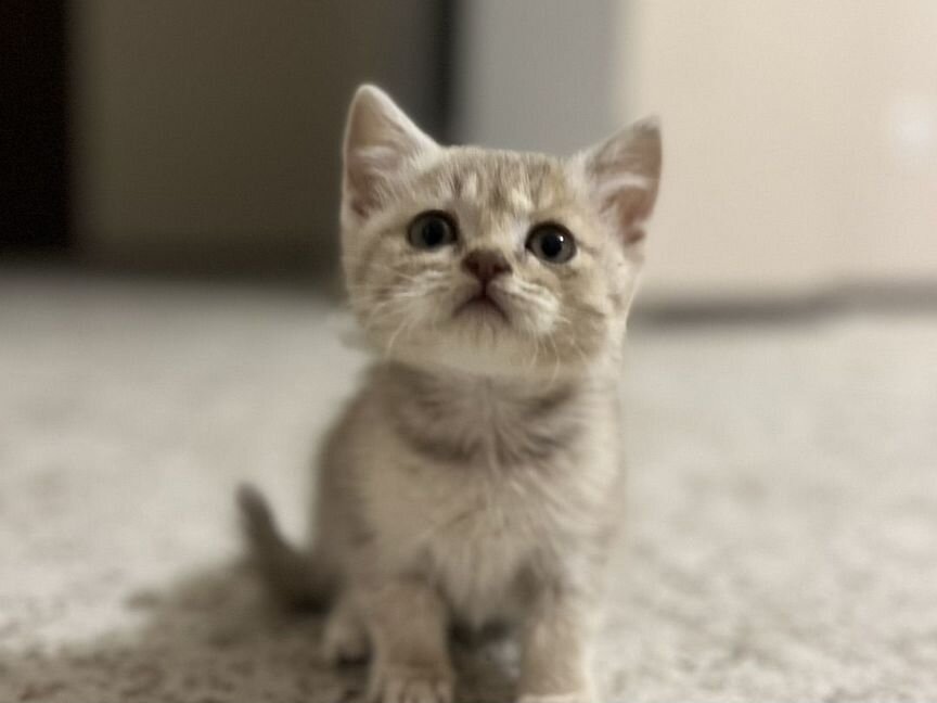 Котята в добрые руки приучены к лотку