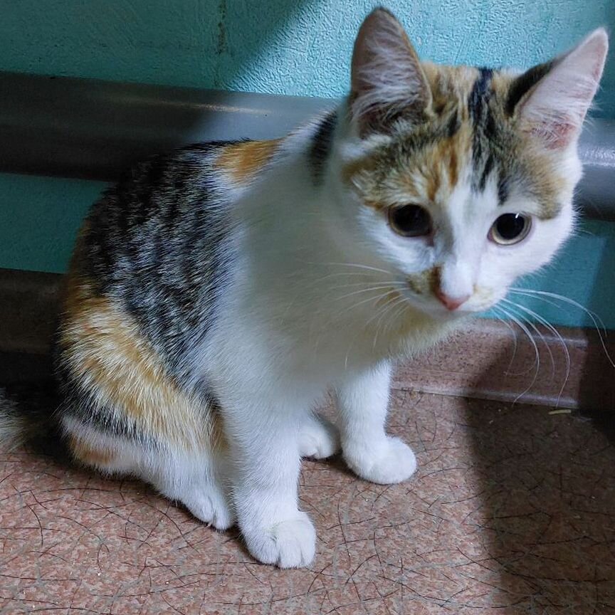 Котенок девочка