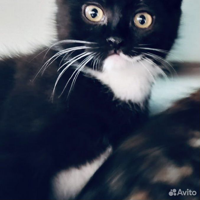 Забавные котятки