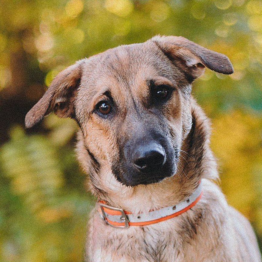 Собака в добрые руки