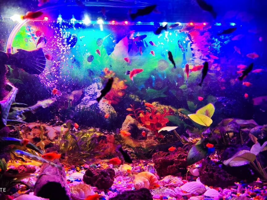 Аквариумные рыбки