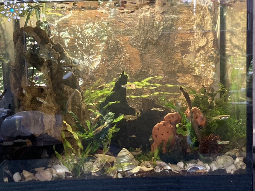 Рыбки гуппи