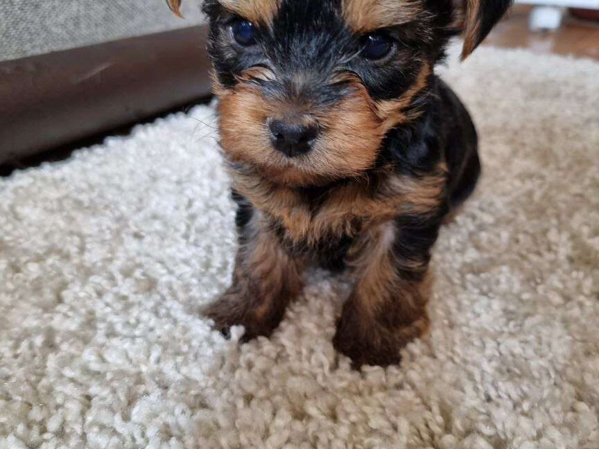 Йоркширский терьер щенки