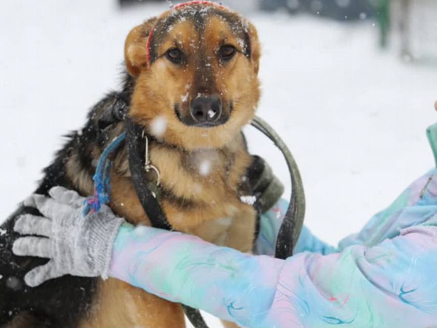 Собака Флора молодая из приюта Некрасовка