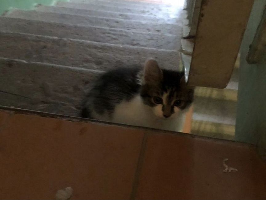 Киса маленькая