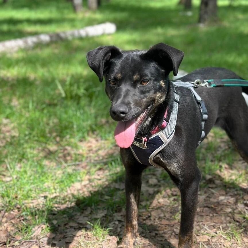 Черника ищет дом