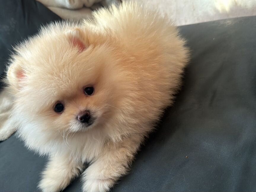 Померанский шпиц мальчик 2 месяца