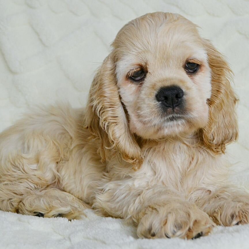 Девочка амкокер