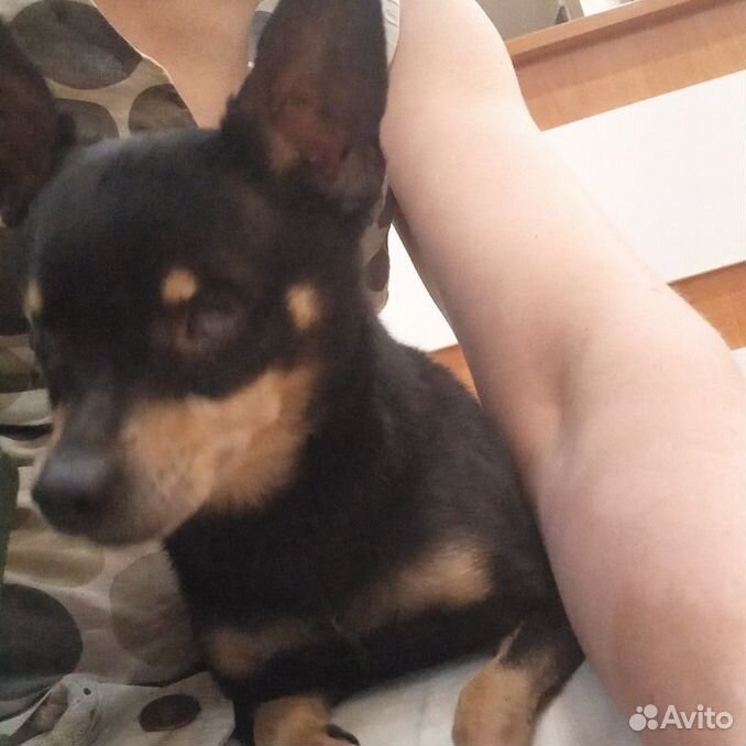 Отдам в добрые тойчика