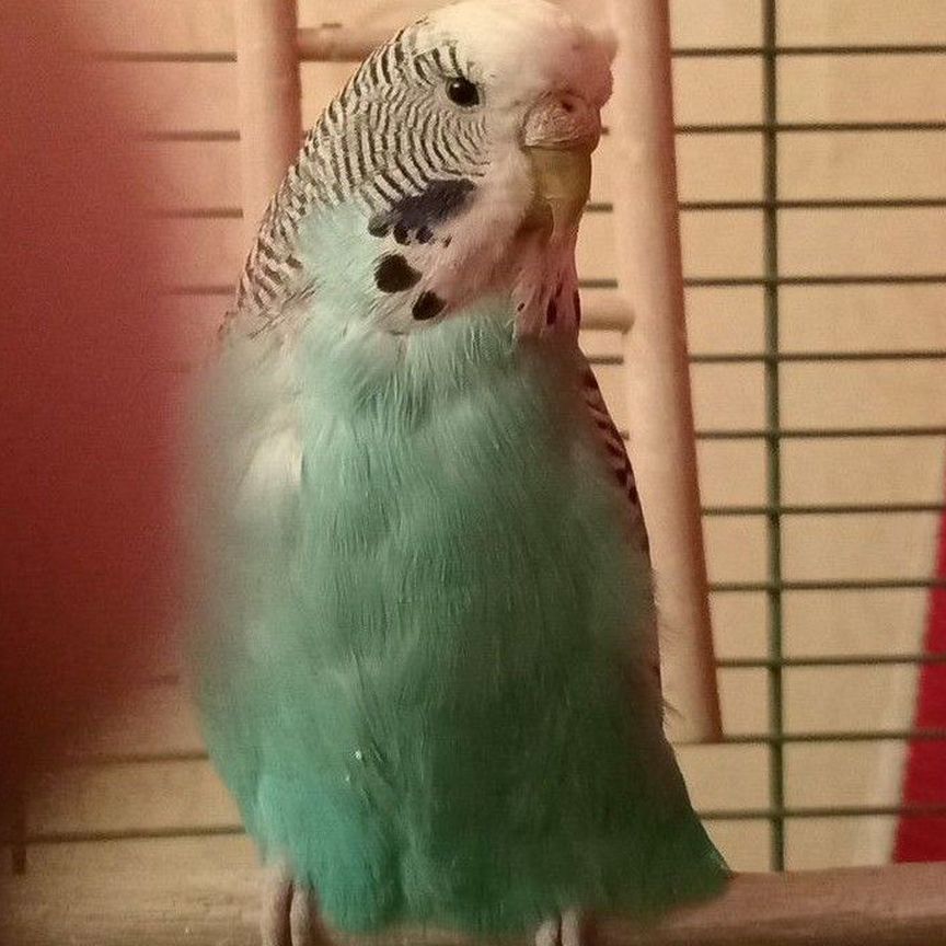 Волнистый попугай чех