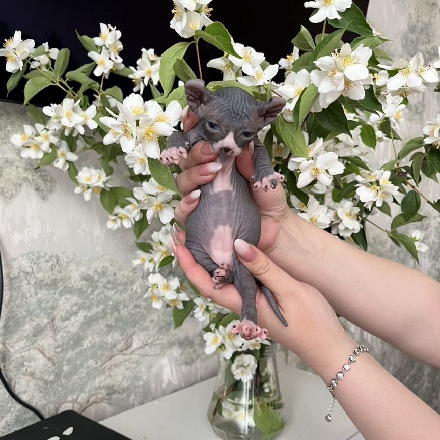 Канадский сфинкс котёнок