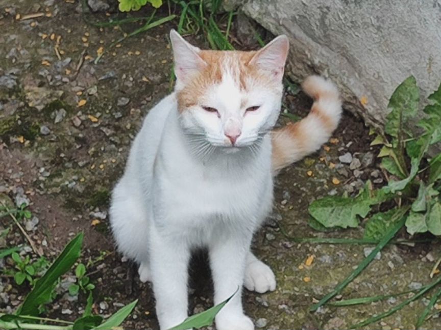 Котика выкинули. Дом или передержка