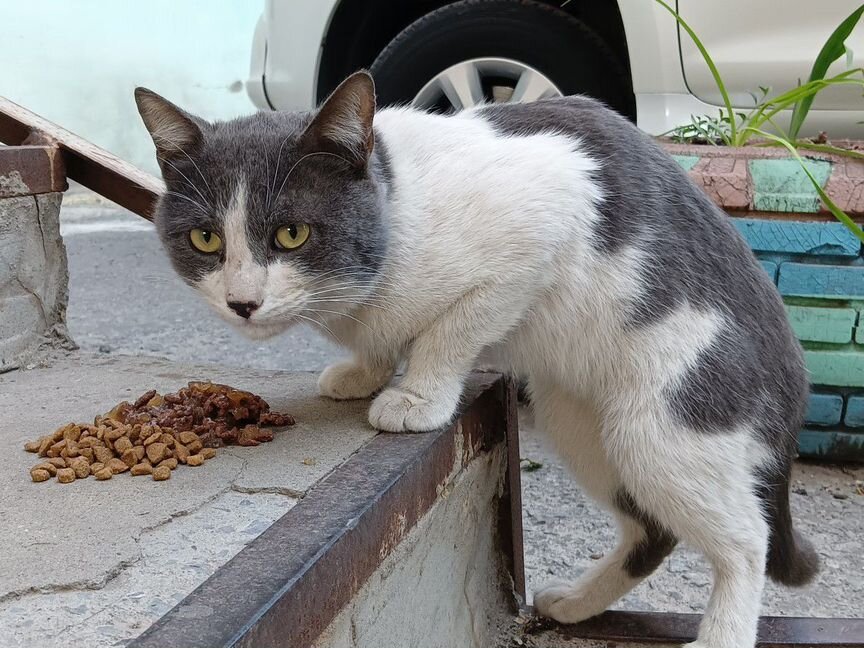 Кот брошенный нуждается в доме