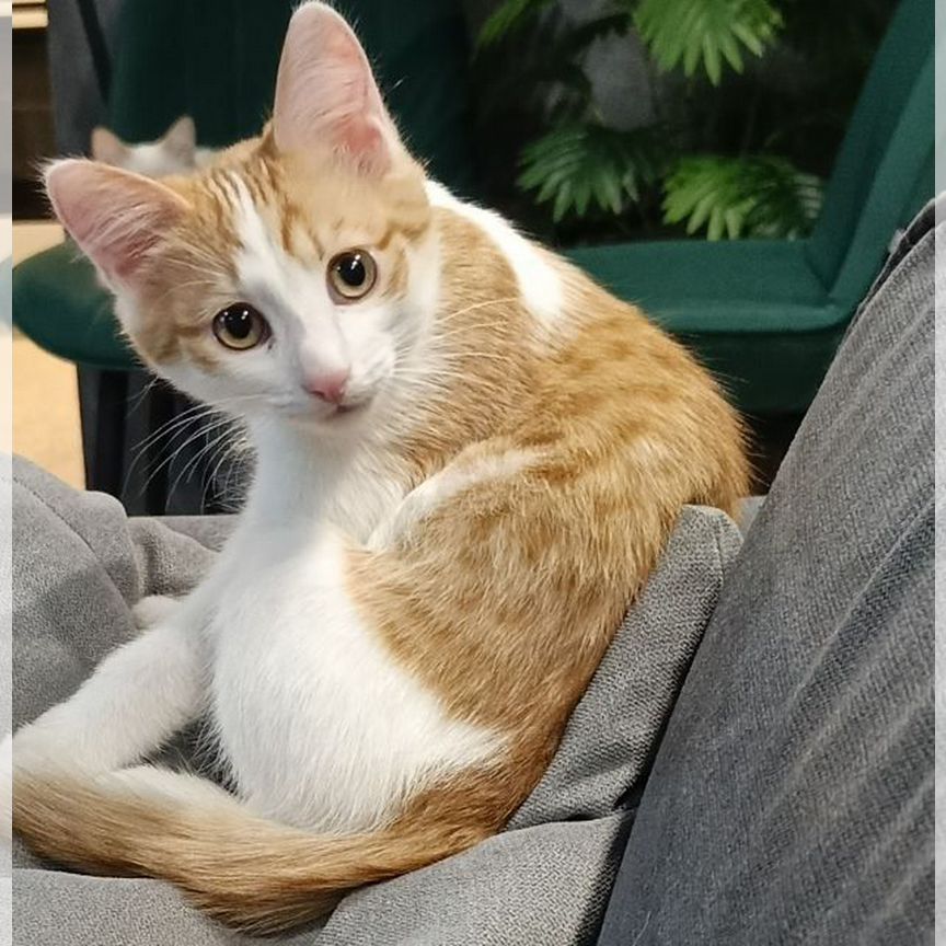 Котёнок в добрые руки