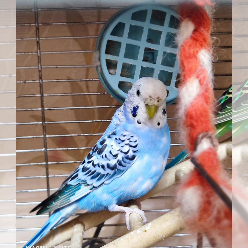 Волнистые попугайчики