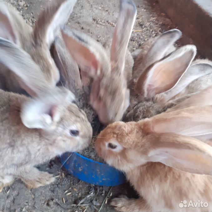 Кролики породы фландер