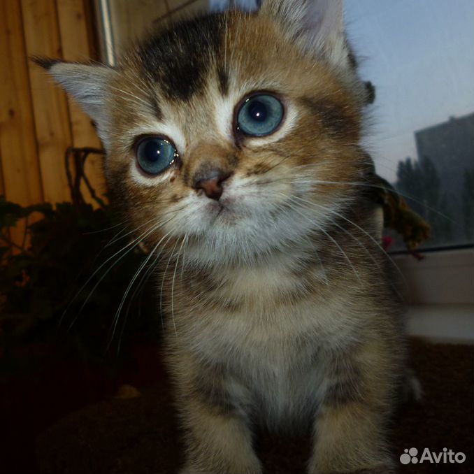 Золотые шиншилки