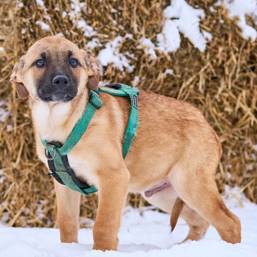 Щенок в добрые руки