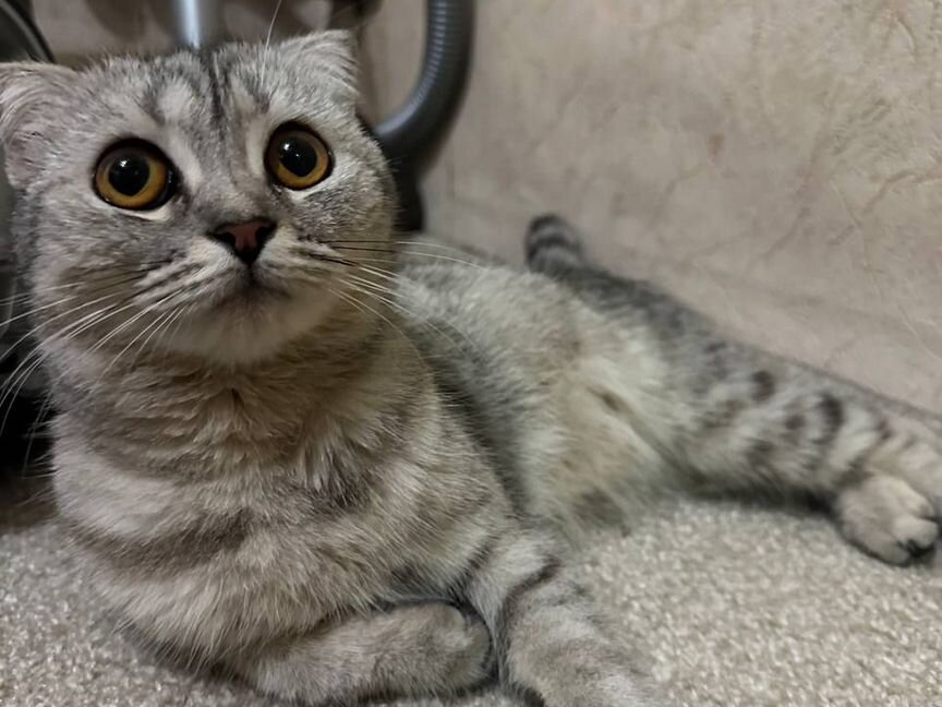 Товары для домашних животных