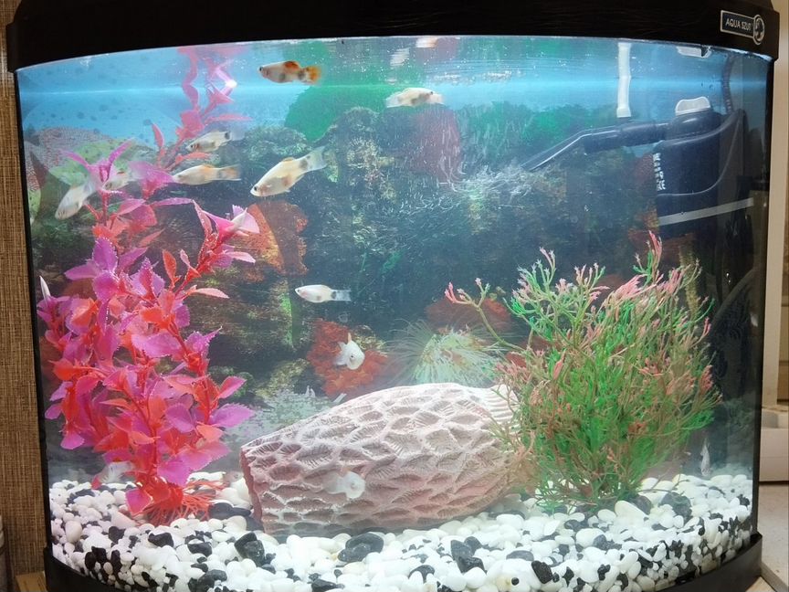 Аквариум aguael с рыбками
