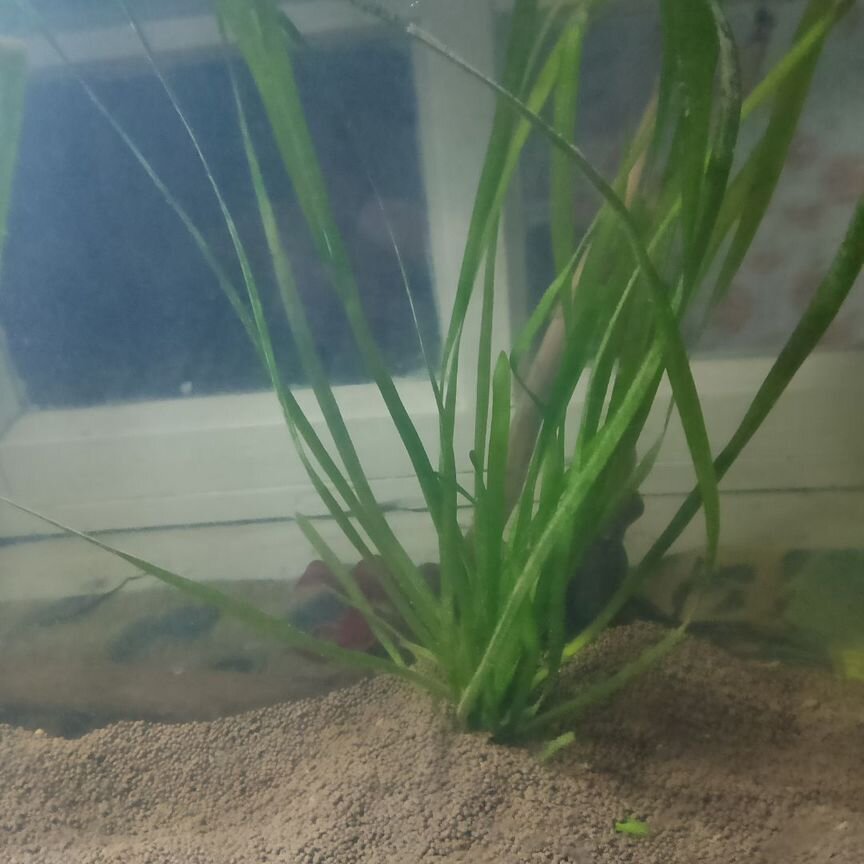 Продам водоросли