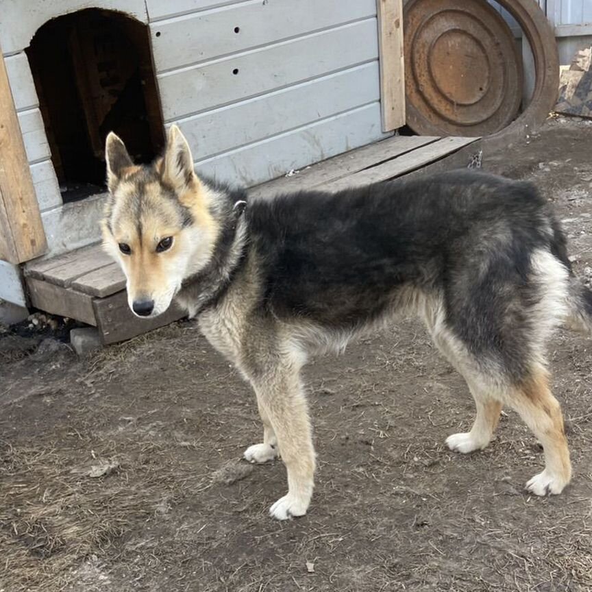 Собака в добрые руки