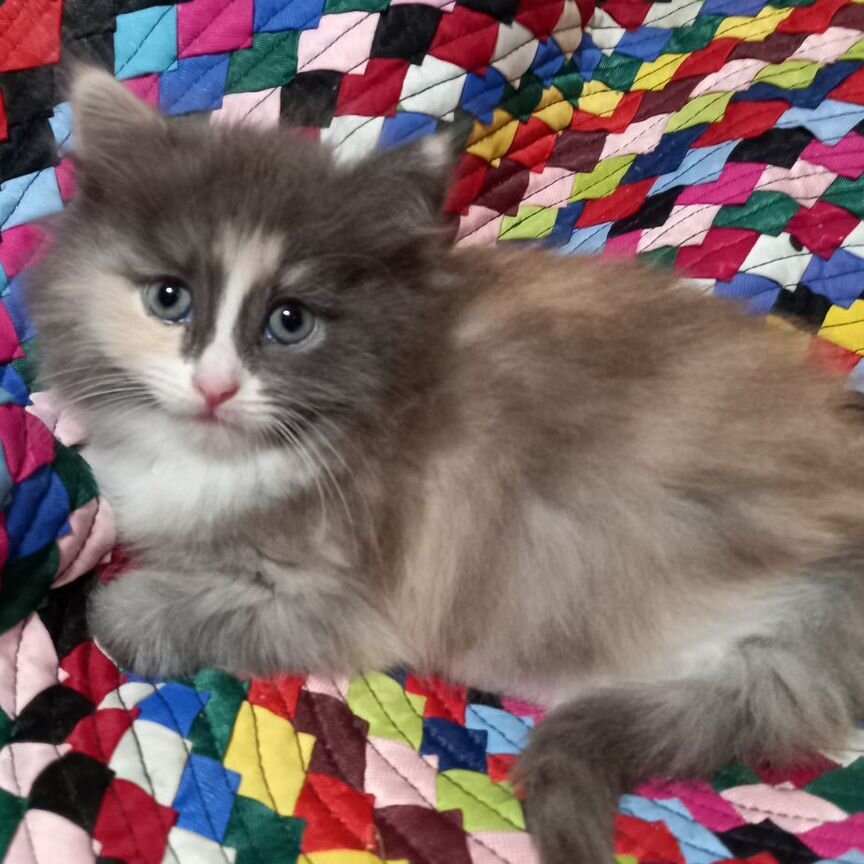 Сибирский котёнок