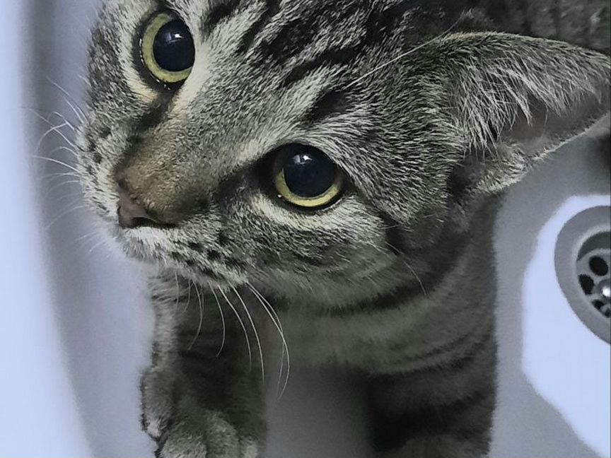 Котик ищет дом