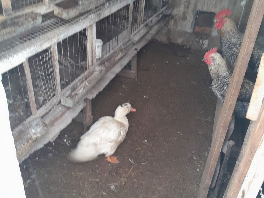 Куры домашние на мясо