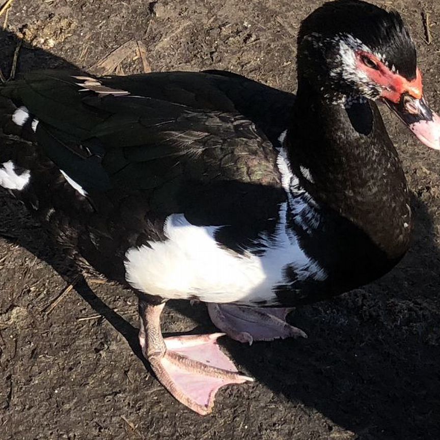 Мускусные утки