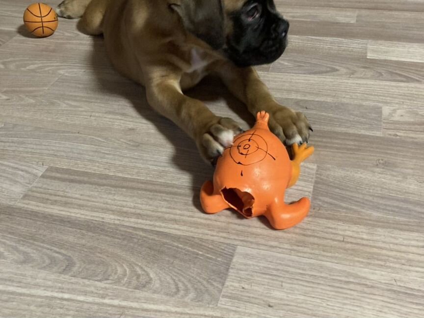 Немецкого боксера