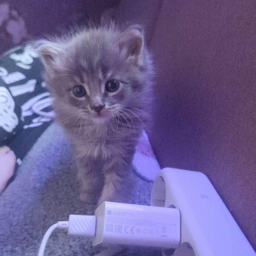 Мейн-кун кошечка отдам