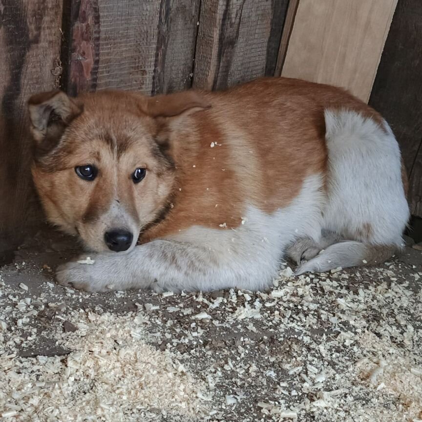 Щенок в добрые руки