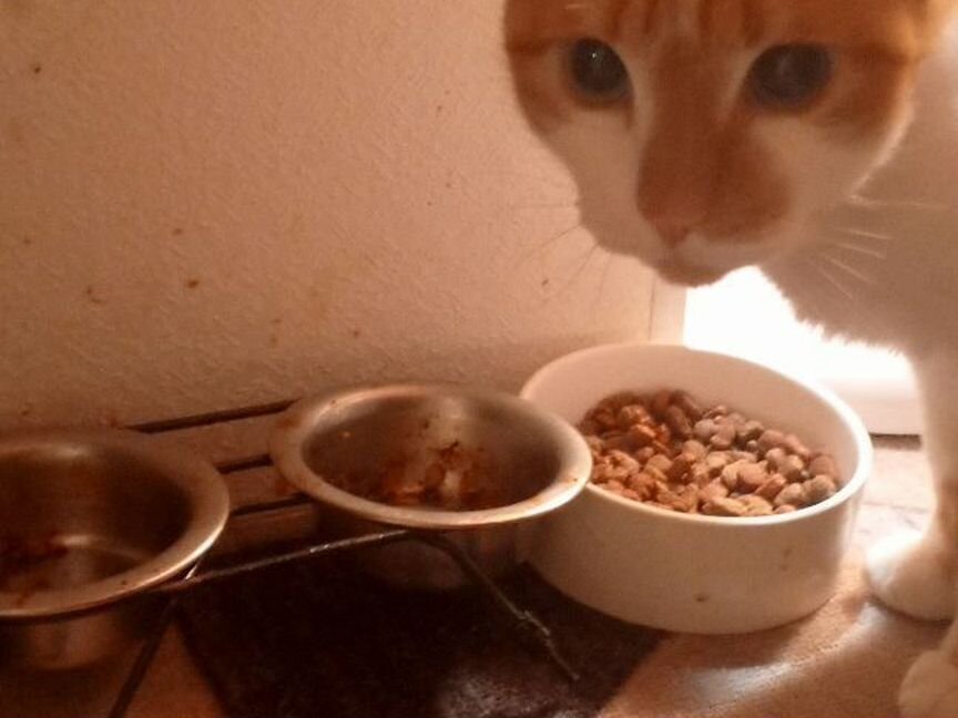 Cat Gary