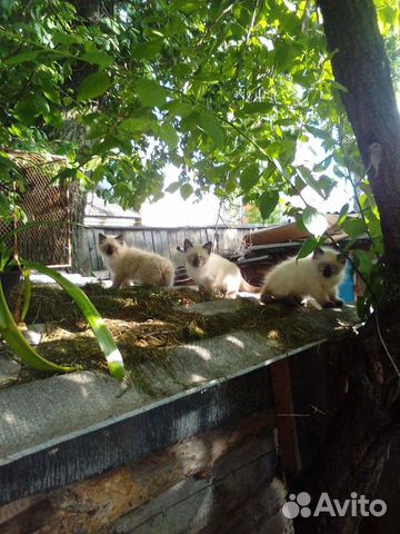 Невская маскарадная котята