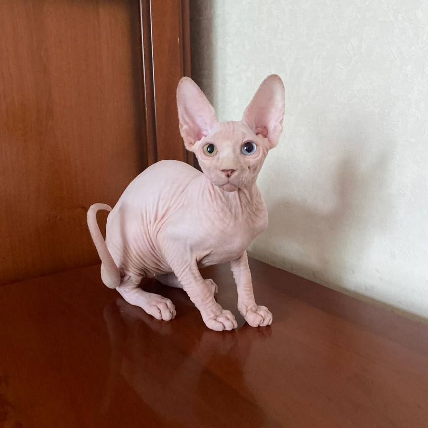 Канадский сфинкс котенок мальчик