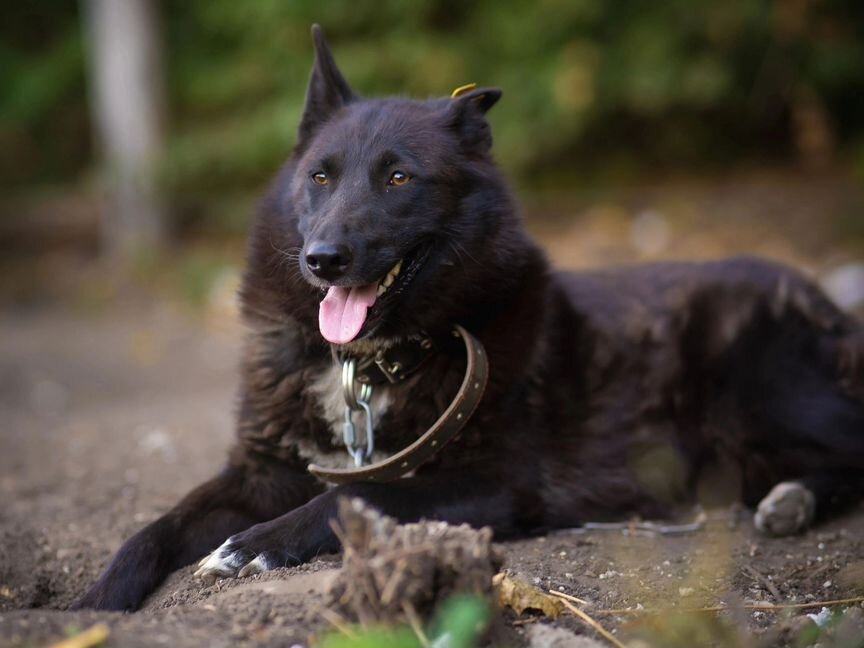 Сара ищет семью