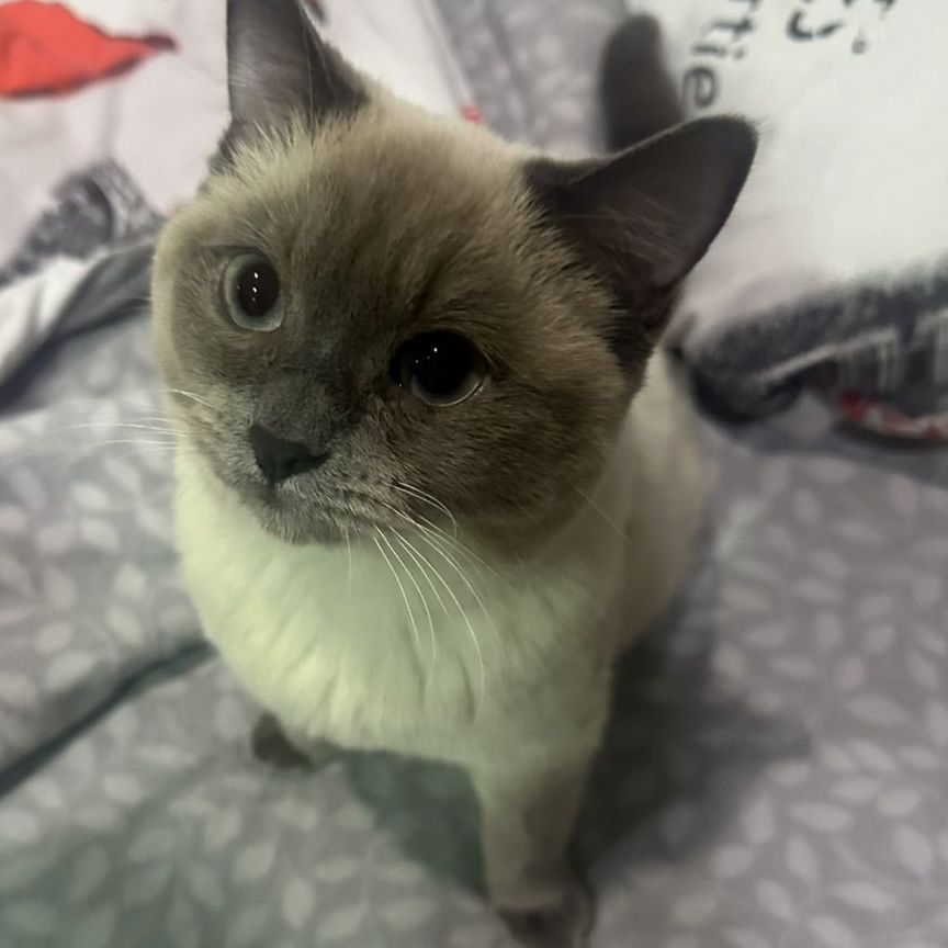 Кот ищет кошку
