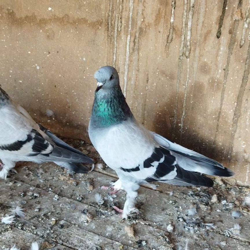 Голубь турецкие такла продажа