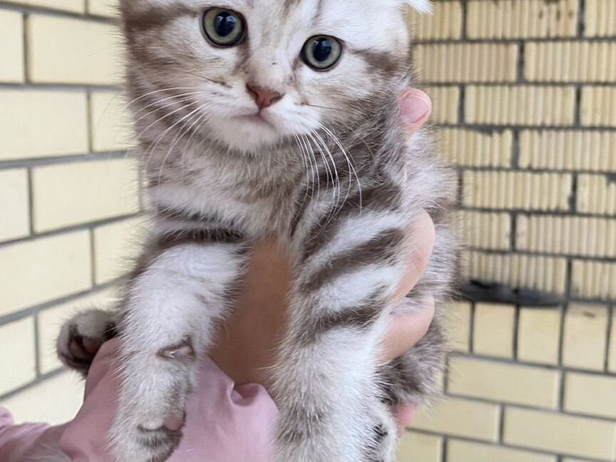 Шотландская вислоухая кошка