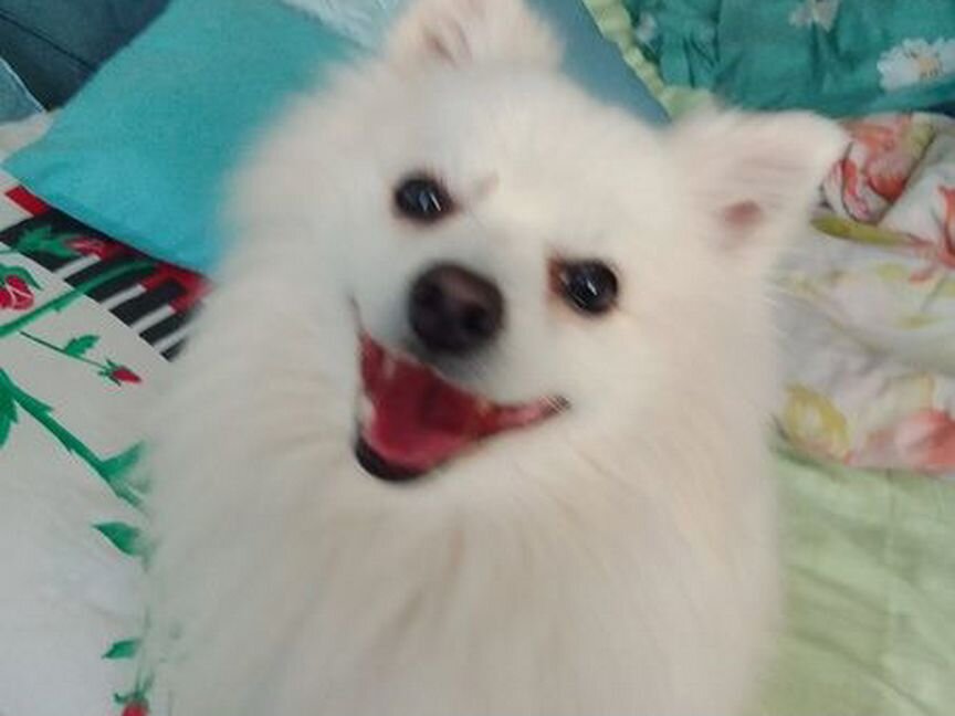 Продам японского шпица