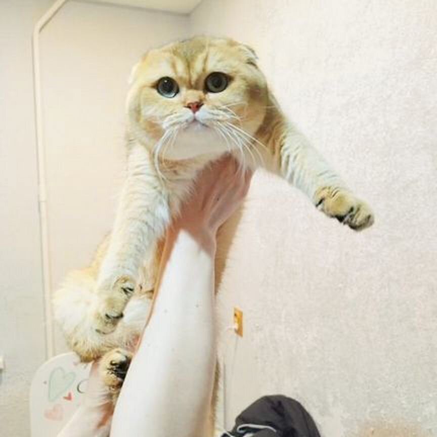 Золотые котята большой выбор