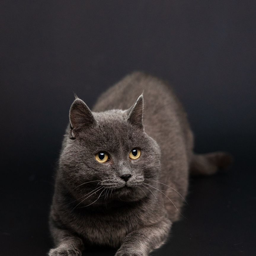Нежный котик в поисках дома