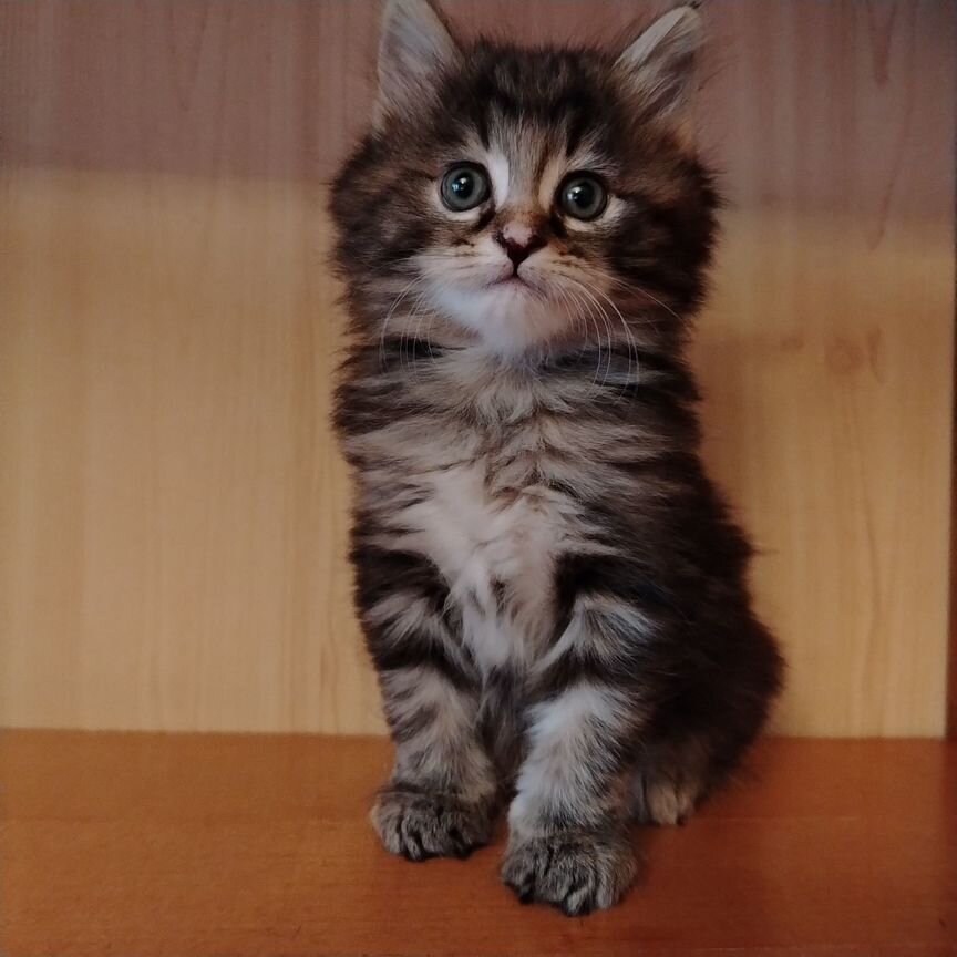Котята курильский бобтейл