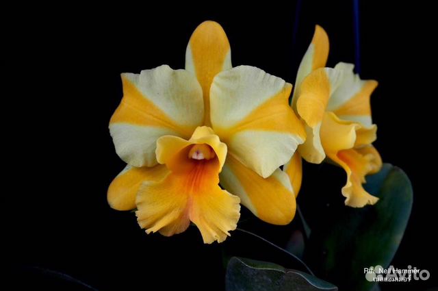 Орхидея. Каттлея. Rth. Nell Hammer купить в Симферополе | Товары для ...