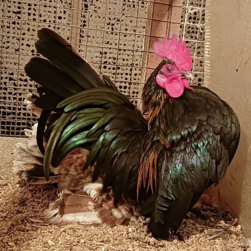 Малазийская серама и/я