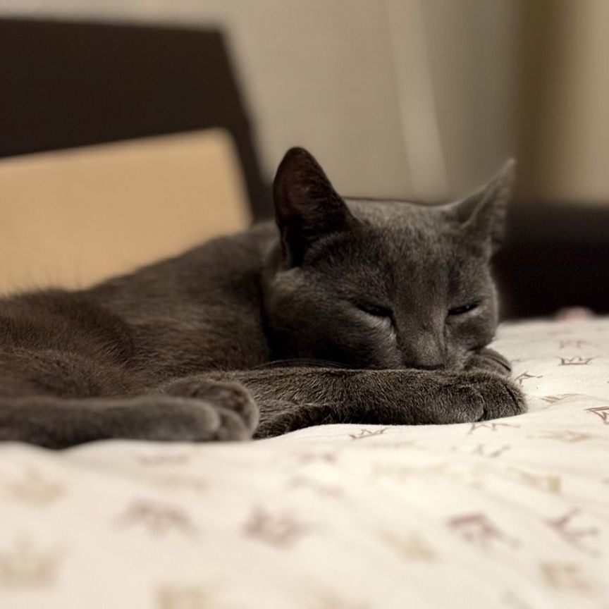 Взрослый кот в добрые руки